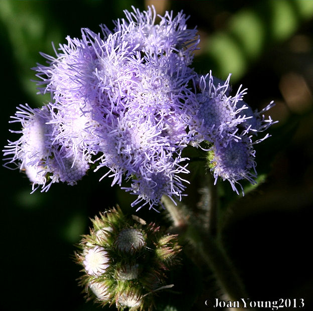 Natures World of Wonder: Floss Flower (Ageratum houstonianum)