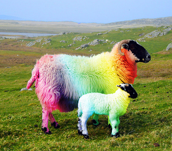 Michael Peverett: This name is like the dyed wool of living sheep.