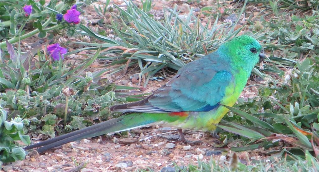 Majura birds: Red-rumped parrot