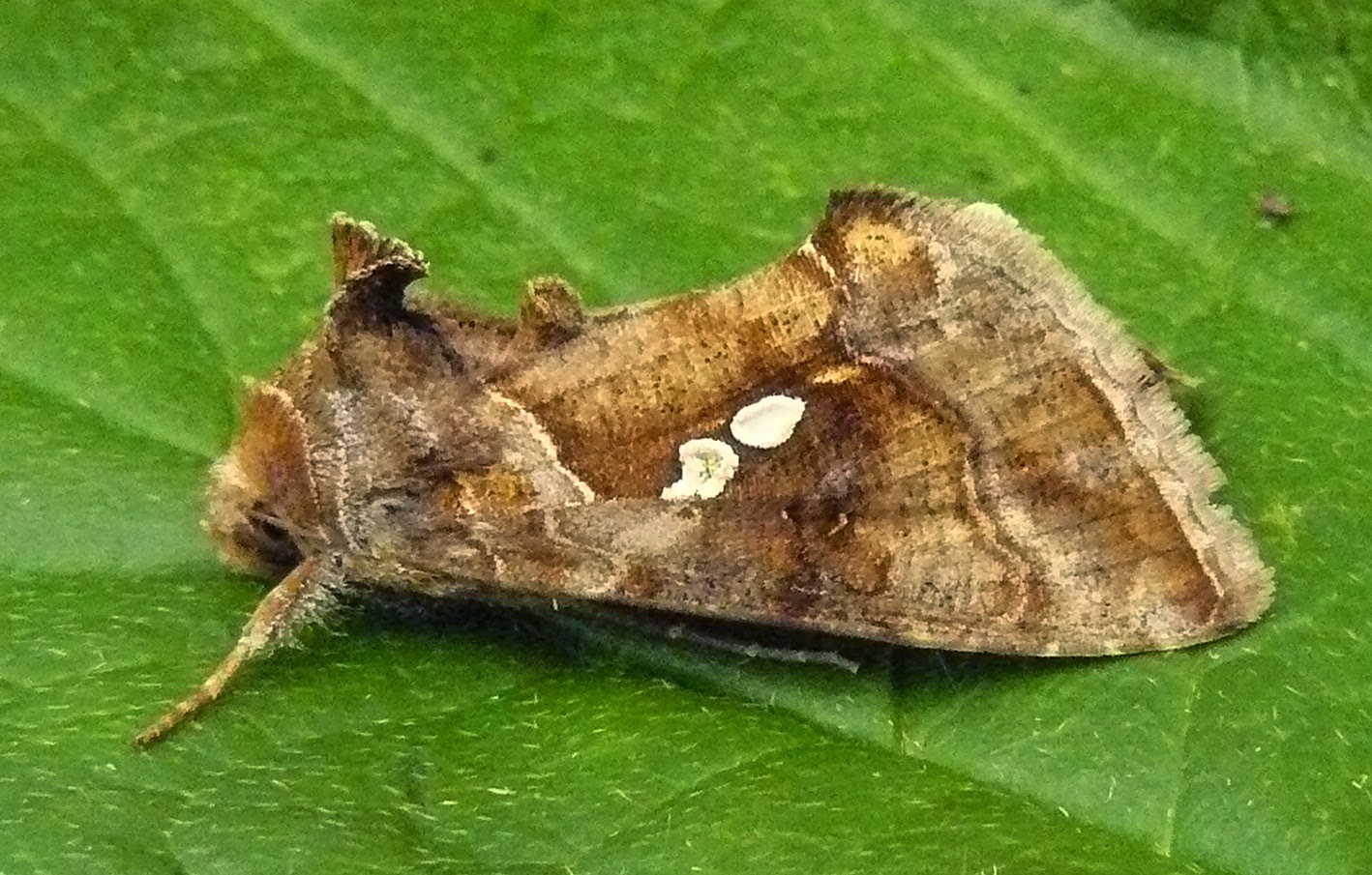 Kent Moths Gallery: Golden Twin-spot (Chrysodeixis chalcites )