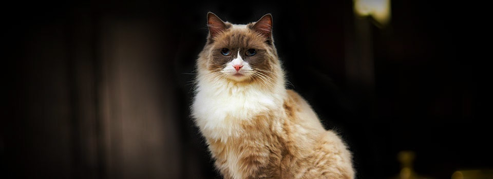 I've Finished Editing!, Author Tips, Matilda Cat, and Talli Roland's Latest