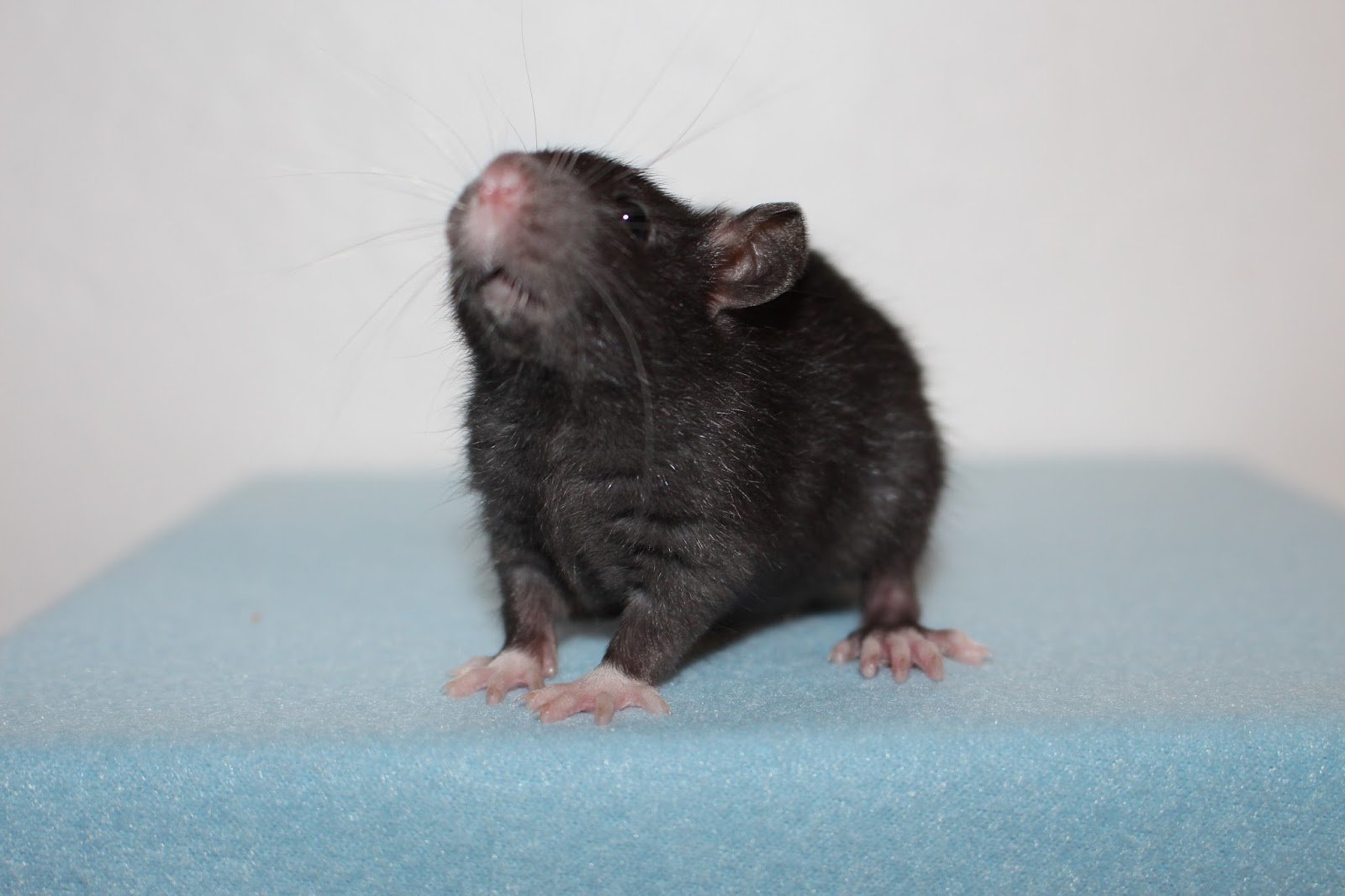 Rattitude's: Poikueet