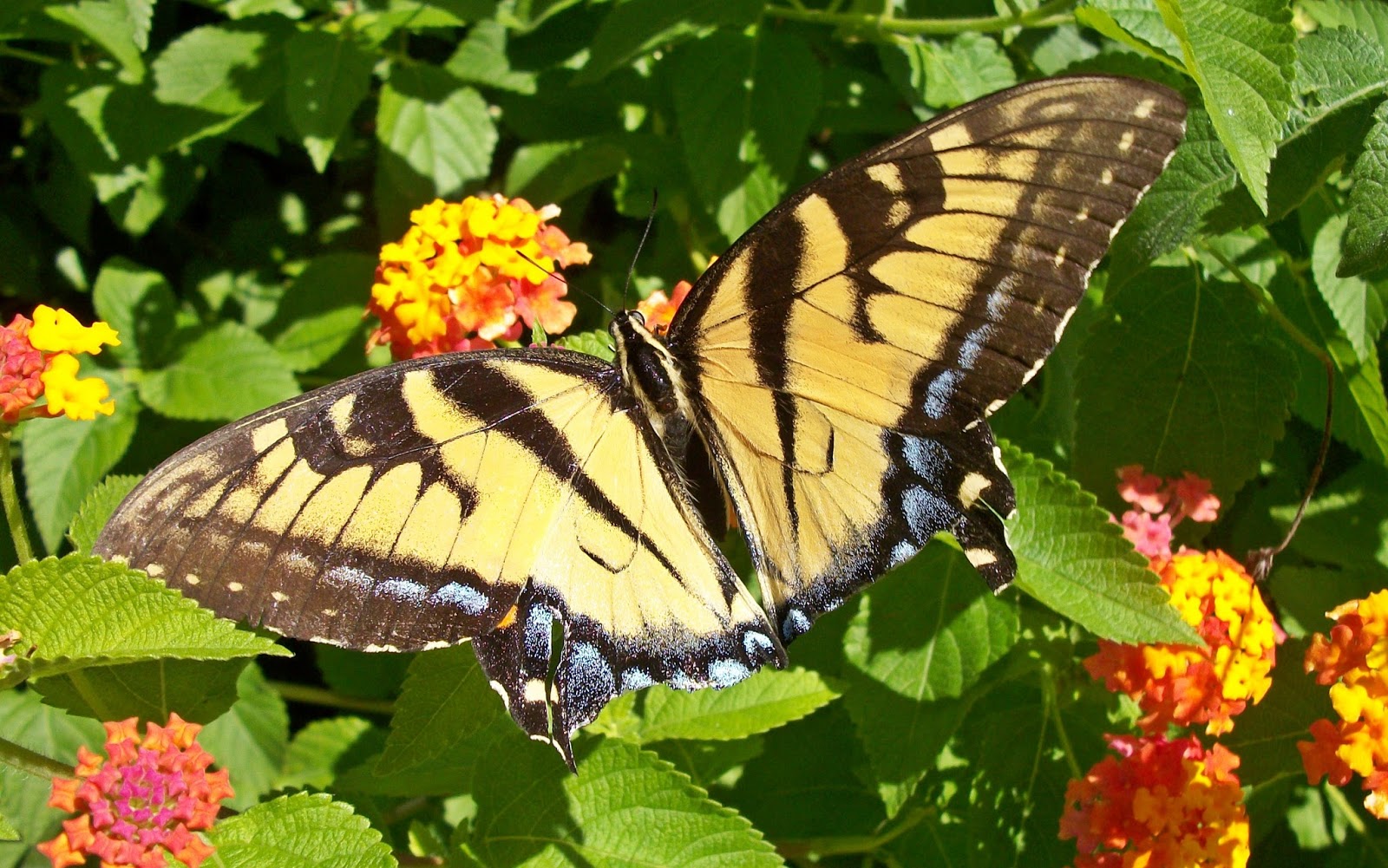 Radial Balance Nature