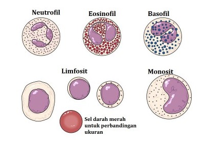 BIOLOGI GONZAGA: June 2012