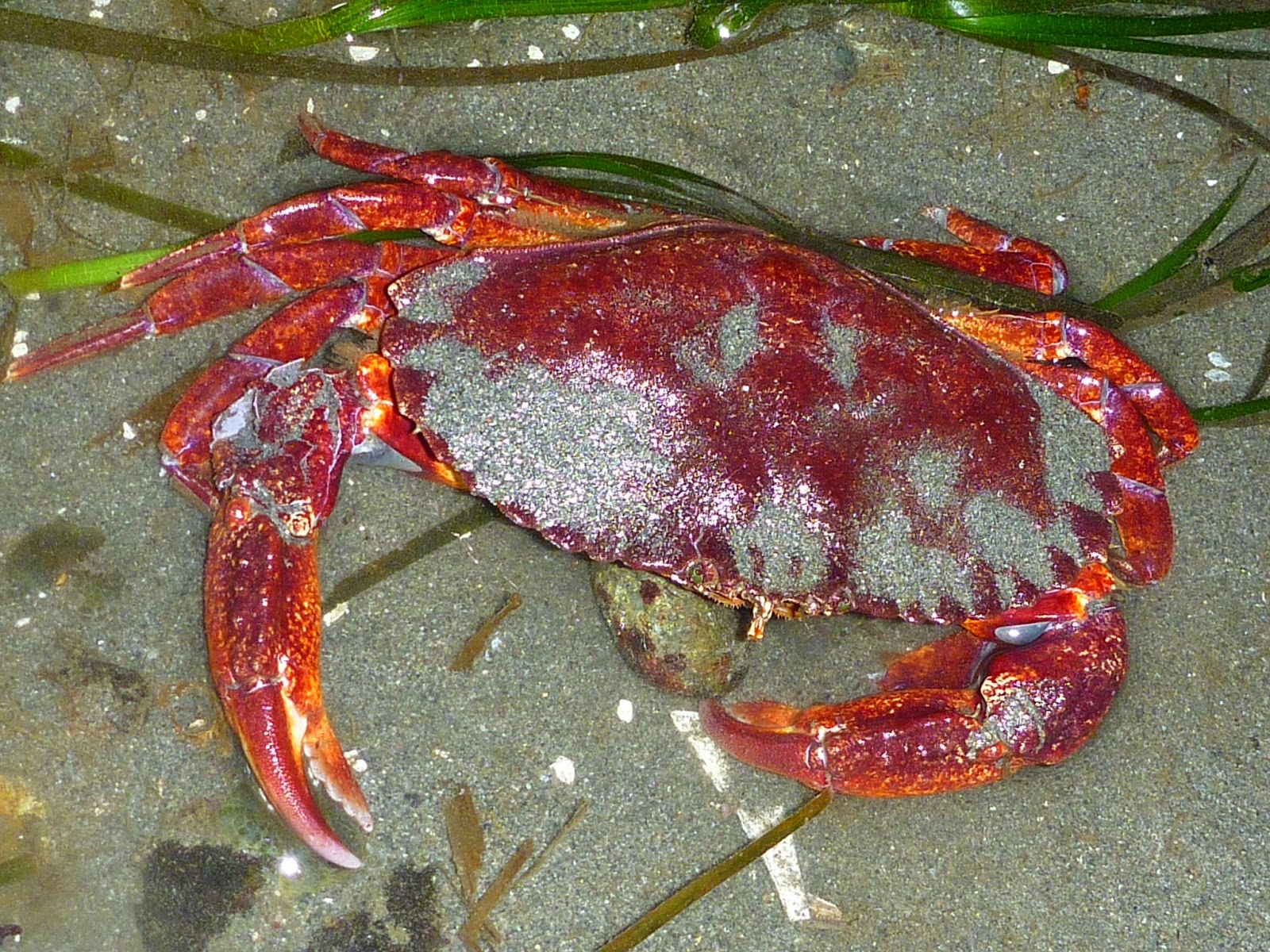 Buzz's Marine Life of Puget Sound: Dec 30, 2013
