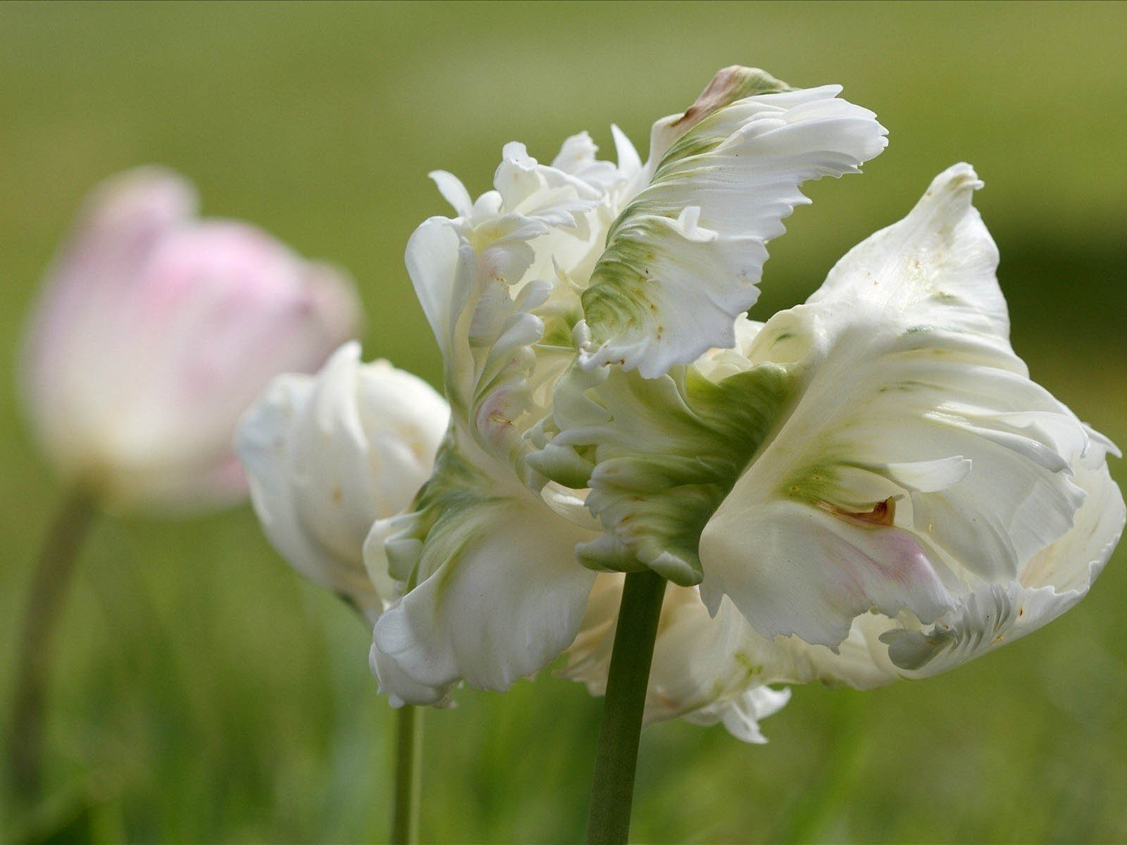 HD Wallpapers: White Tulip Flowers