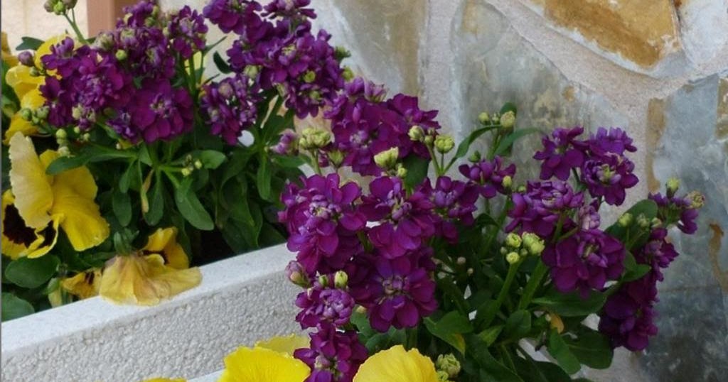 Flores y plantas silvestres: " Matthiola incana ".Alhelí de invierno ...
