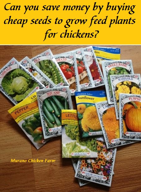 Cheap seeds for growing feed plants - Murano Chicken Farm