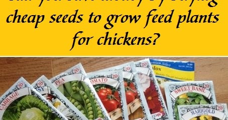 Cheap seeds for growing feed plants - Murano Chicken Farm