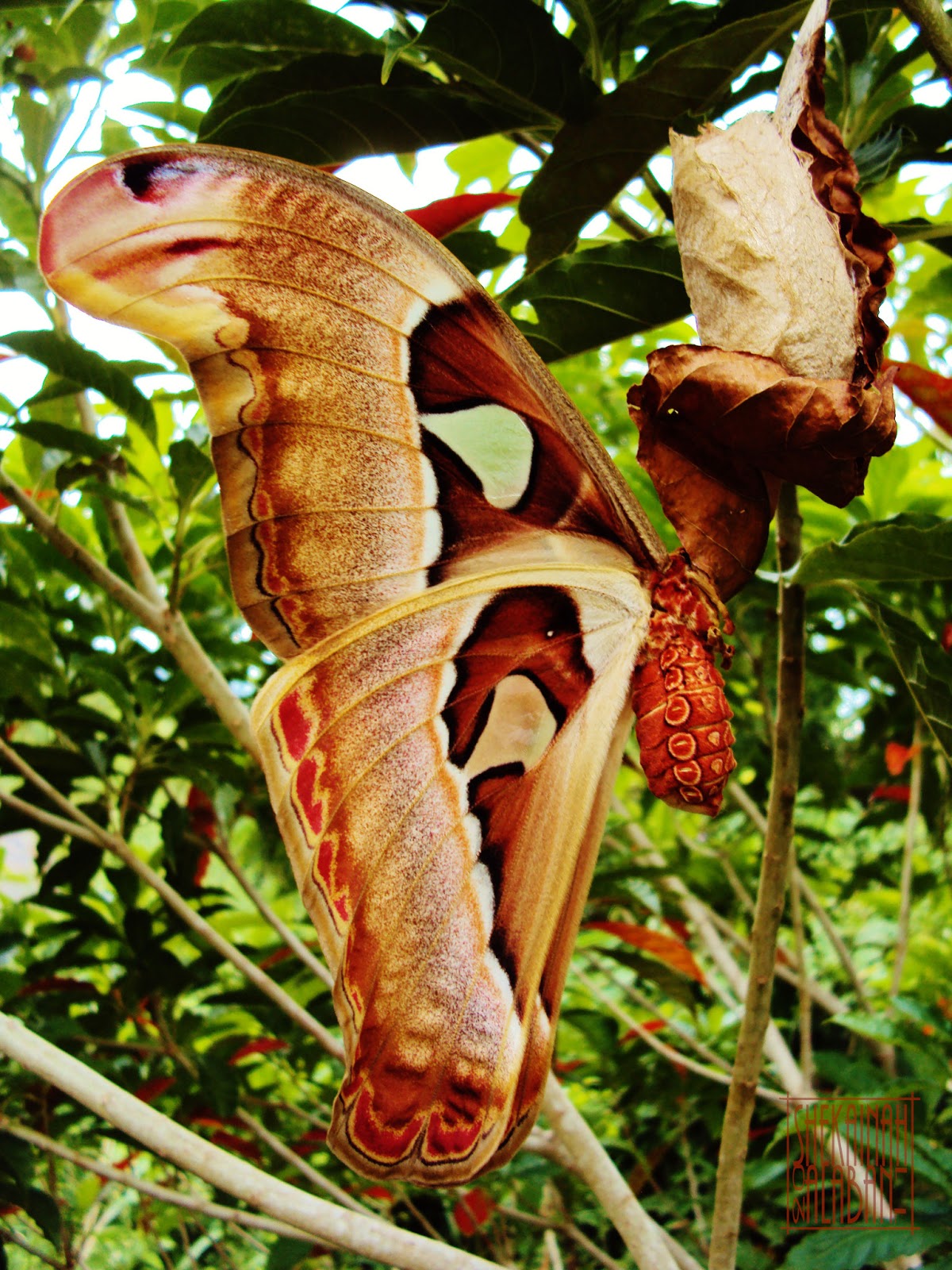 Biodiversity Capiz: Atlas Moth (Attacus lorquini)