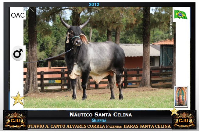 CEBÚ ♥ ♥ ♥ ZEBÚ♔♕♖♗♘ LA PASIÓN POR EL #CEBÚ #ZEBU: NÁUTICO SANTA CELINA ...