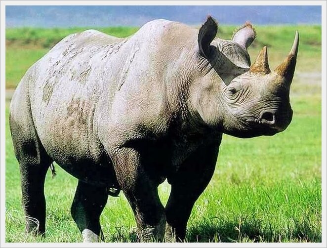 15 Spesies Haiwan Paling Terancam Di Malaysia - SENTIASA PANAS