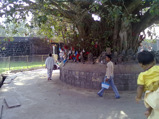 SRI VIJAYAGANAPATHI: Religious and Medicinal plants -3 ASWATHA VRUKSHAM ...