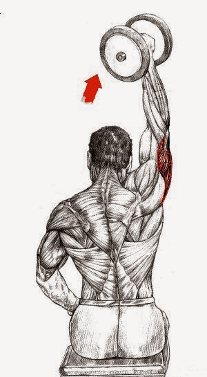 Extensions des avant-bras | Musculation Gain