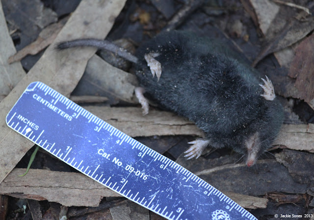 The Natural History of Bodega Head: Burrowers of the soft earth