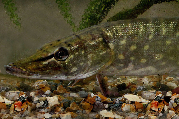 A Wirral birders blog: Don't tell them your name Pike.