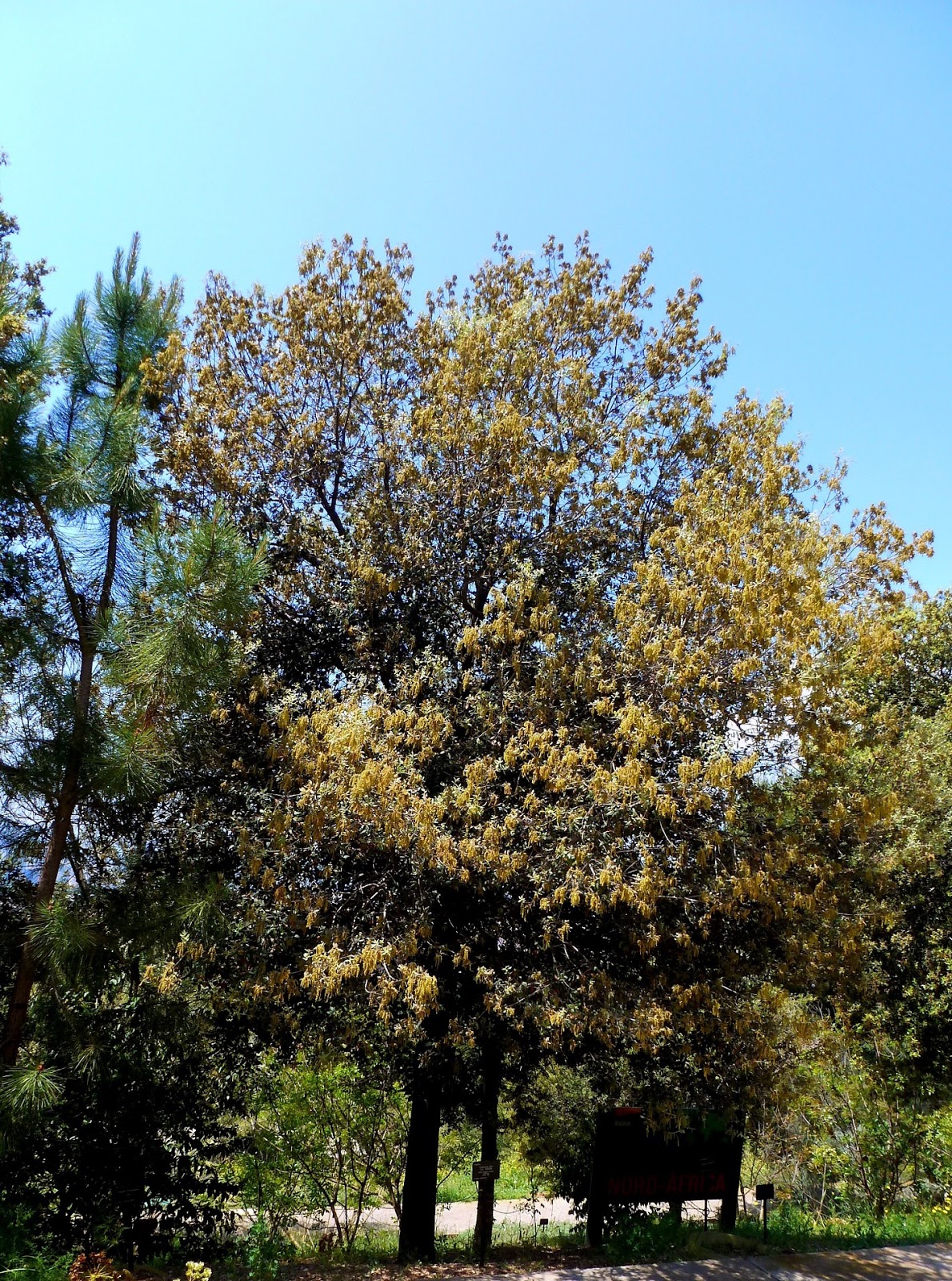 Árboles con alma: Encina "carrasca". (Quercus ilex subsp ballota ó ...