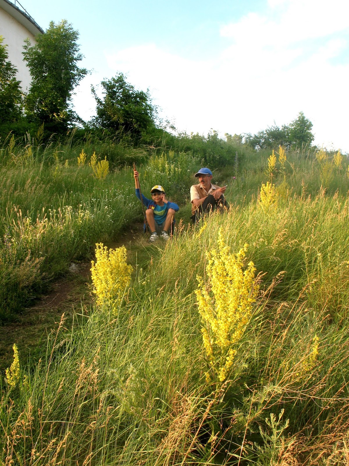INTERFERENTE: Iarba verde de acasa