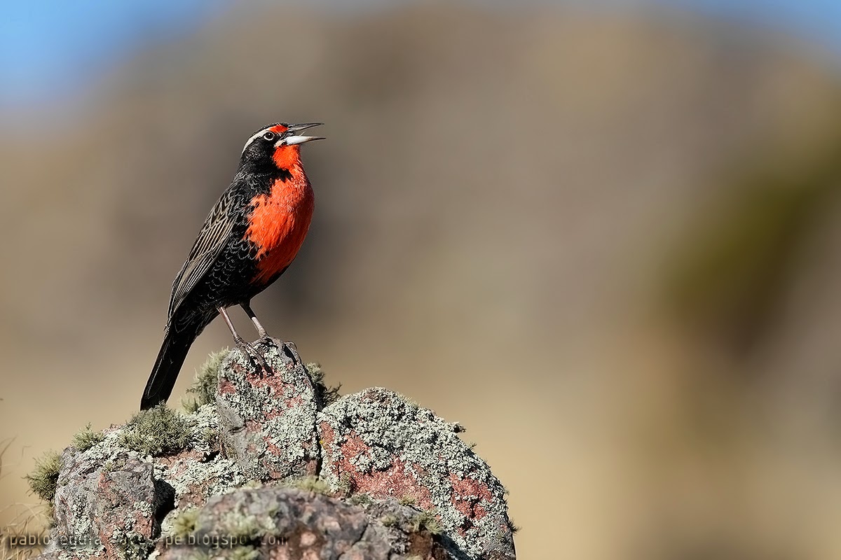 mis fotos de aves: Leistes loyca Loica Long-tailed Meadowlark