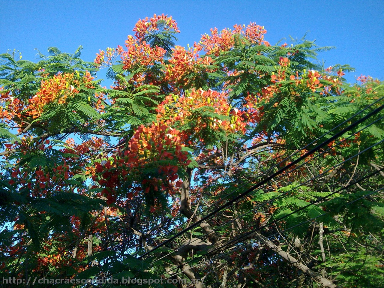 Chacra La Escondida del Palmar: Flamboyant o Chivato