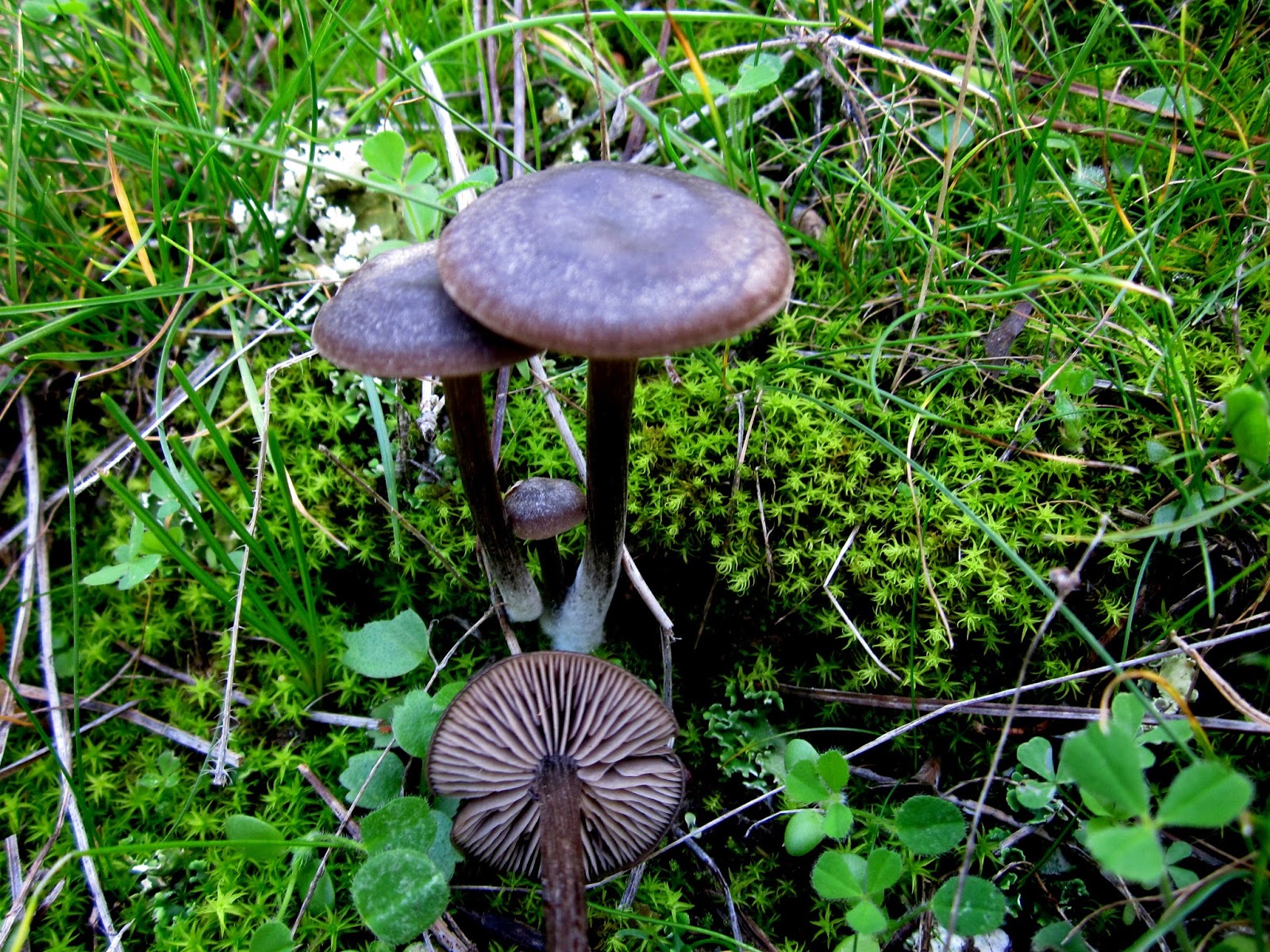 Biodiversity of Cyprus by NGO Protection of the Natural Heritage and ...