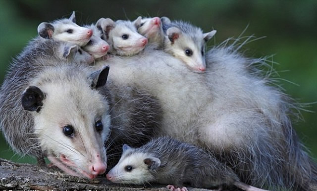 Natureza e Vida: O FILHOTE DO GAMBÁ.