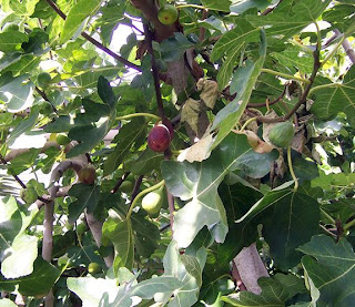 Mundo das Plantas : Figueira, e pré bonsai de figo