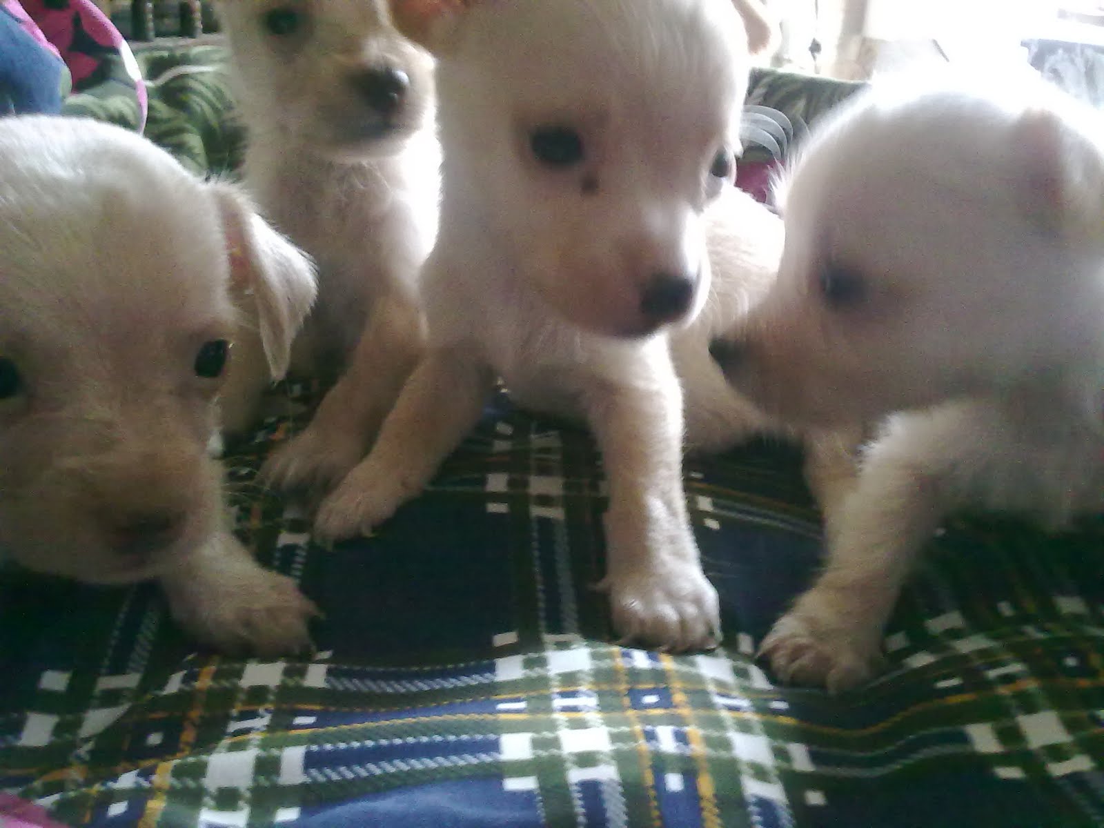 Criadero Techichi: Perritos en venta