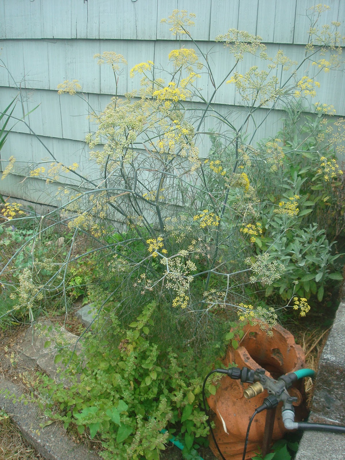 Black Dragon Tea Bar: Urban Herb #2 - Fennel Seed