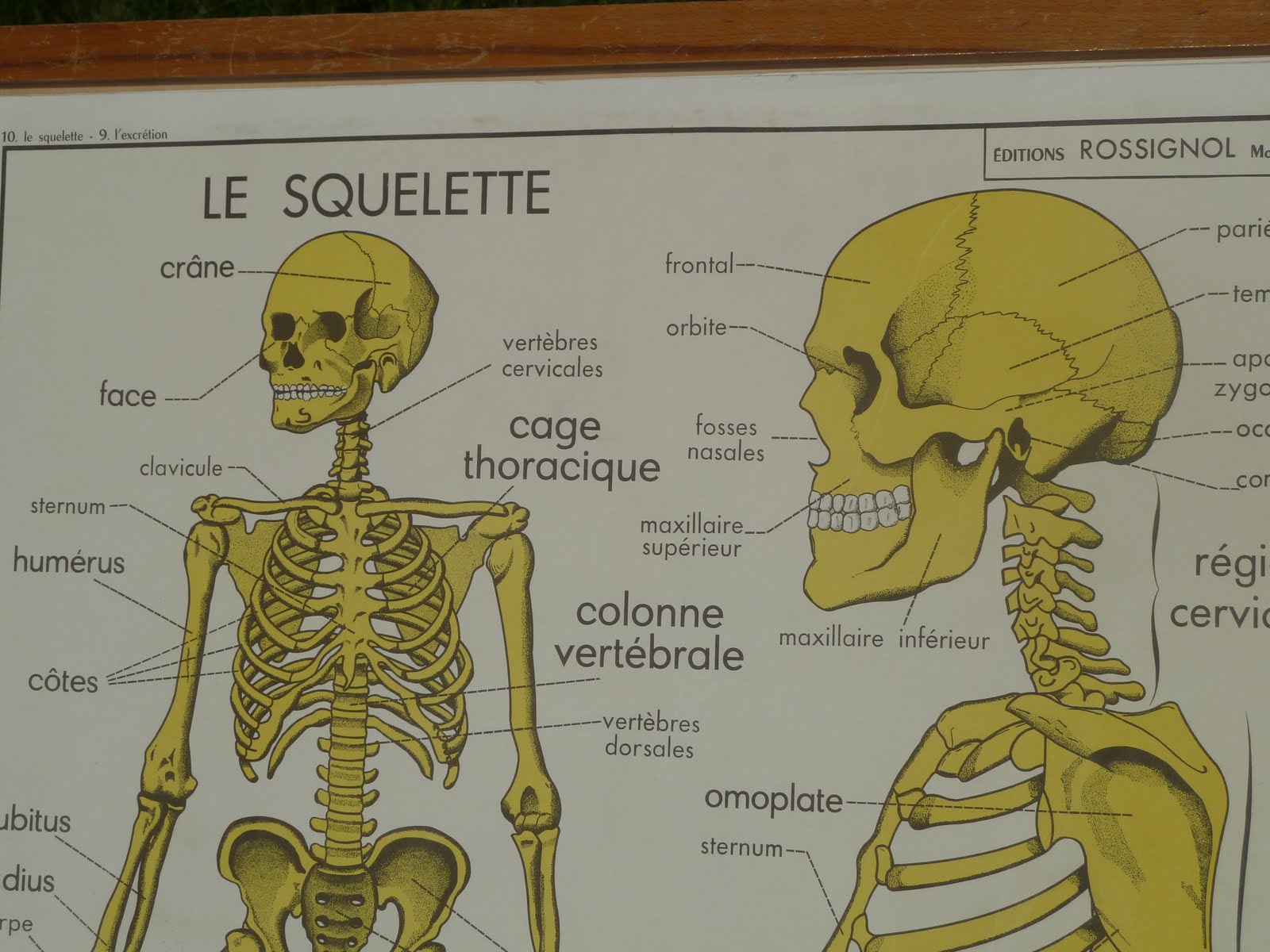 Ecole FMR 1000 Affiches scolaires: Le squelette et les Os humain ...