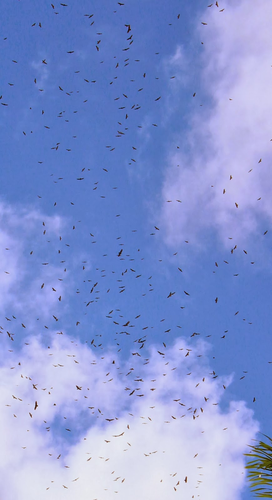 Central America: Broad-winged hawk migration