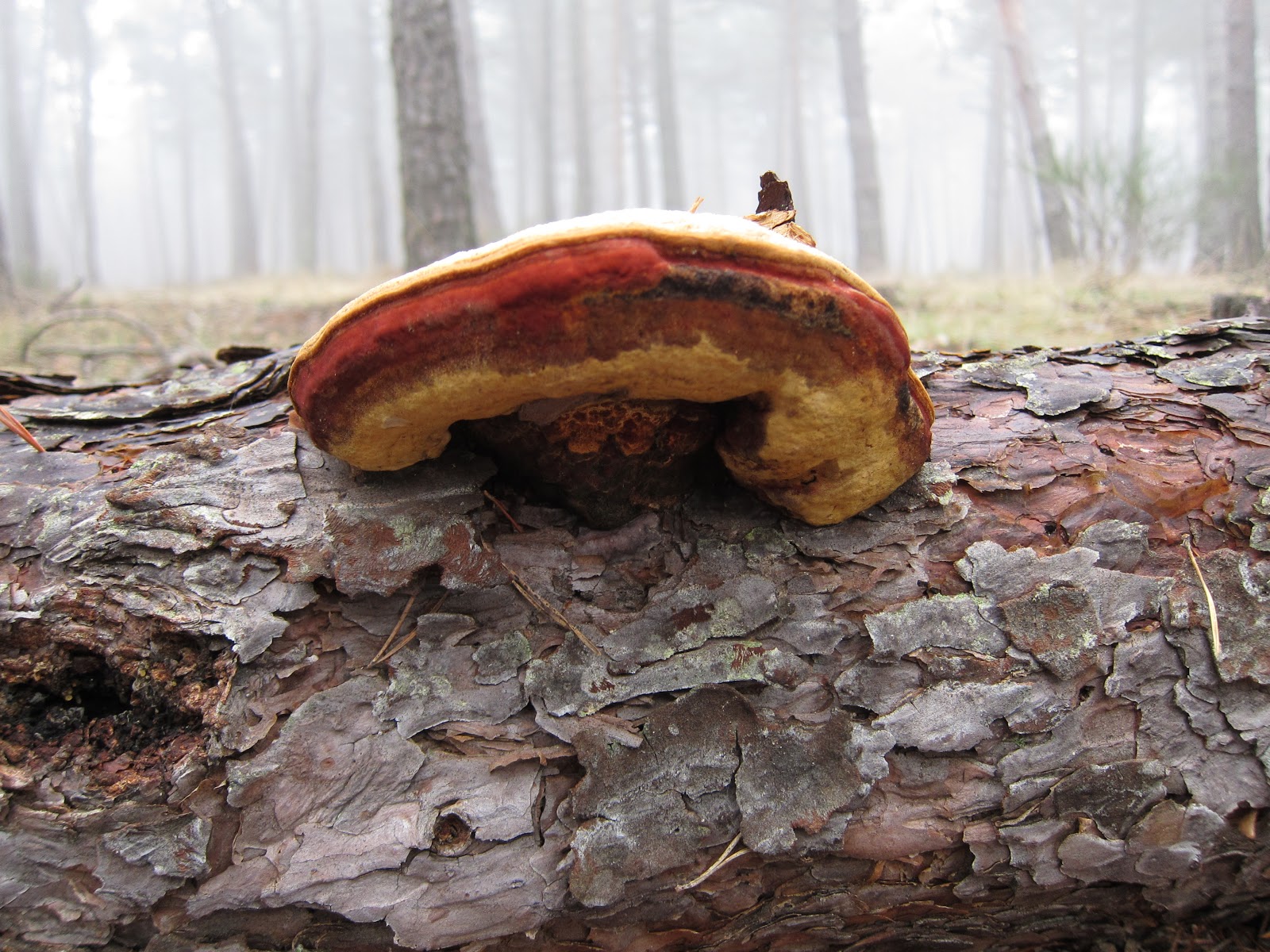 UN LUGAR PARA LAS AVES: HONGOS Y SETAS