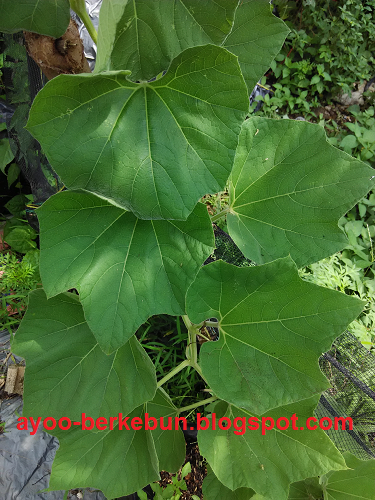 Pohon labu botol / bottle gourd - Ayo-Berkebun