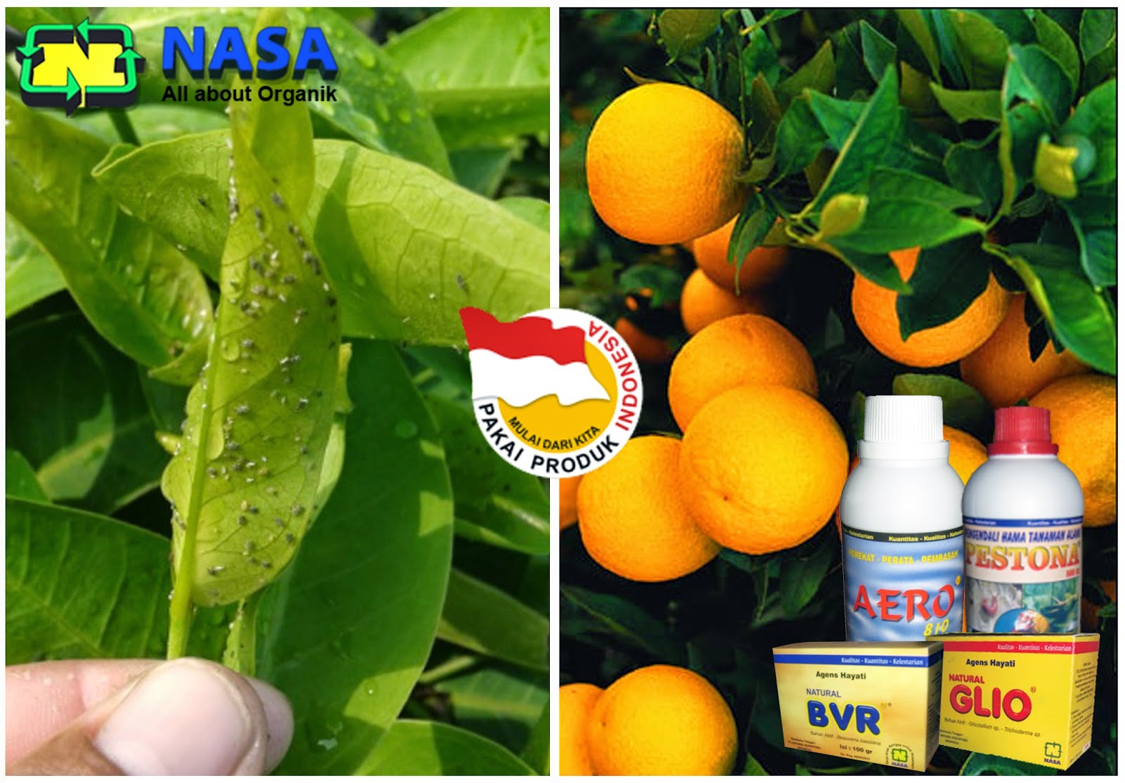 MENGATASI HAMA PADA TANAMAN JERUK DENGAN PUPUK ORGANIK NASA ~ Pupuk ...