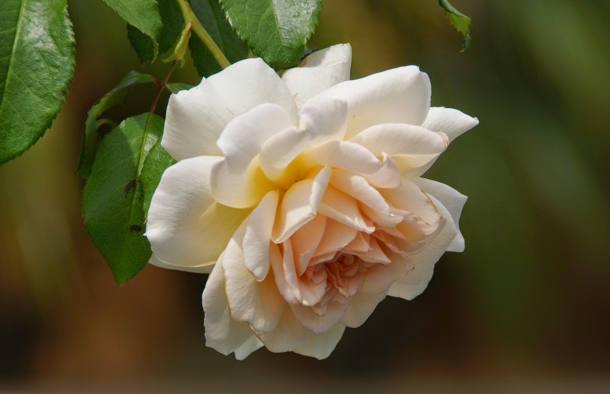 Organic Garden Dreams: July Roses