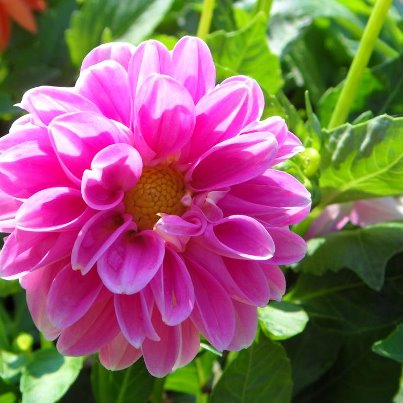 Flores Mexicanas "Piante e Fiori": Acocoxochitl