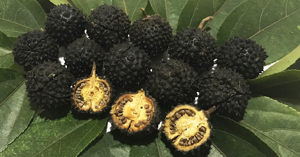 Viveiro Ciprest - Plantas Nativas e Exóticas: Mutamba ou Mutambo ...