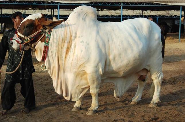 FAMY COW MANDI | Dairy Farms | Sohrab Goth: FAMY COW MANDI | SOHRABGOTH ...