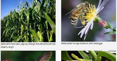 Gambar Tumbuhan Generatif Beserta Penjelasannya - Gambar Gambar Tumbuhan