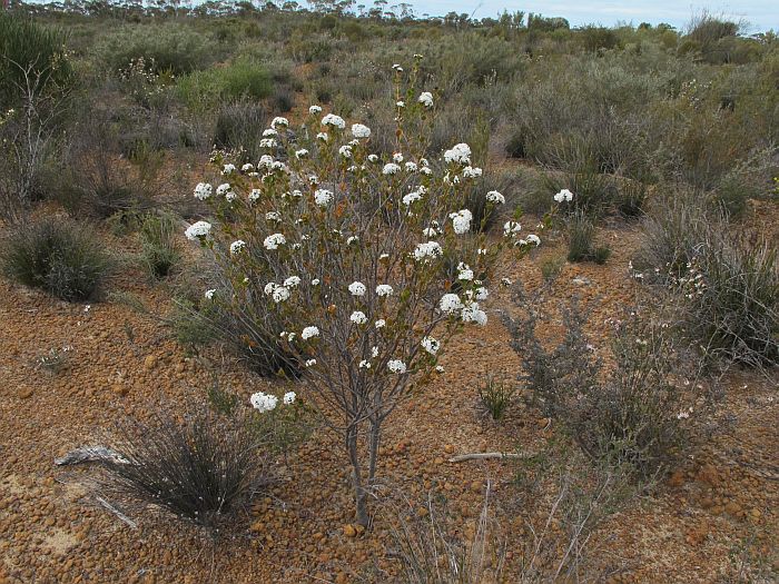 Esperance Wildflowers: Logania buxifolia – Loganiaceae