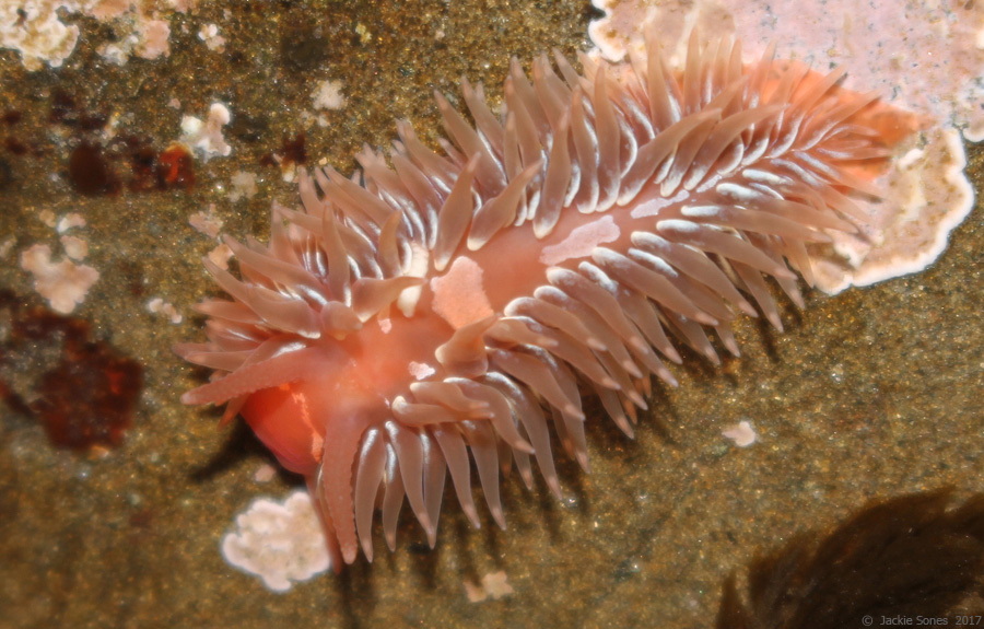 The Natural History of Bodega Head: Beauty and intrigue