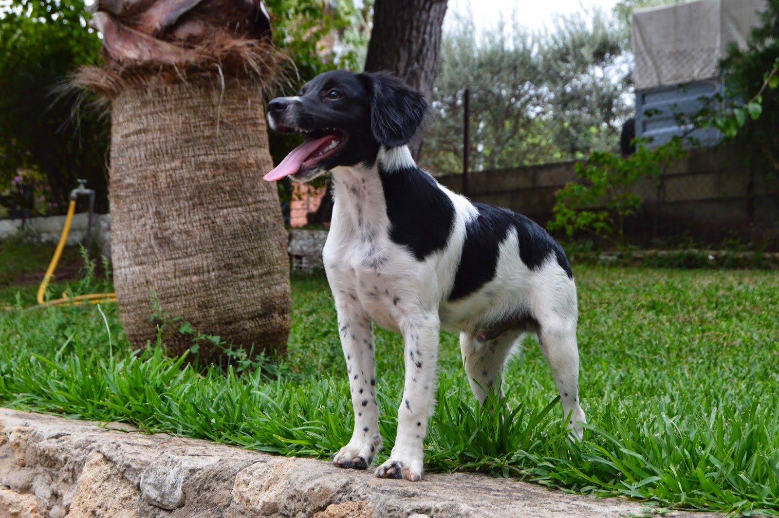 EPAGNEUL BRETÓN DE LOS MAJADALES: septiembre 2014