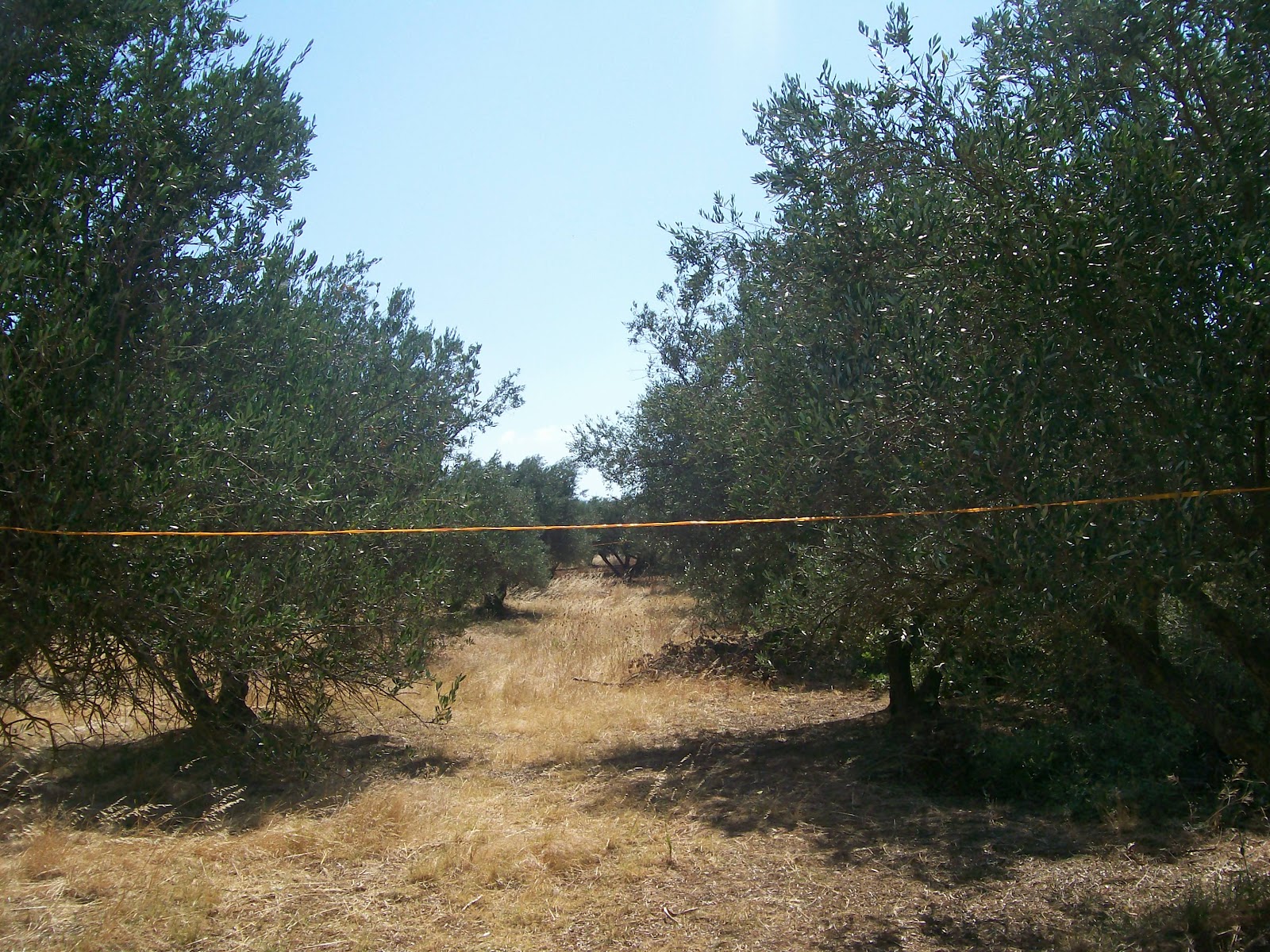 Κρητικό Λάδι Φυσικής Καλλιέργειας: Ο ΔΡΟΜΟΣ ΤΟΥ ΕΛΑΙΟΛΑΔΟΥ ΑΠΟ ΤΟ ...