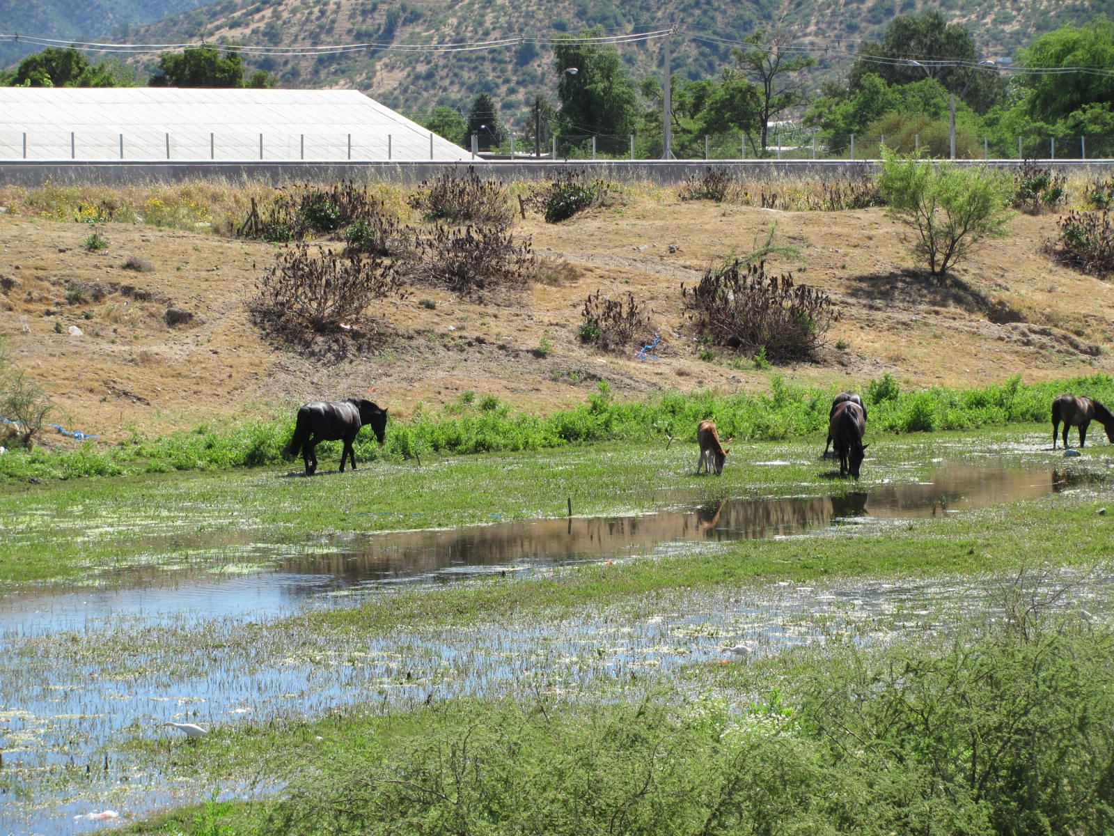 Curacaví , tierra de la chicha y los dulces chilenos.: Curacaví ...