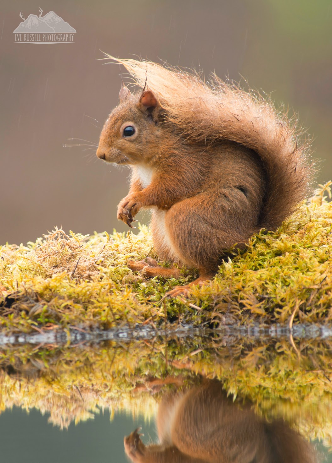 WILDWATCHER: Red Squirrels - Red Squirrel photography workshops & hide ...