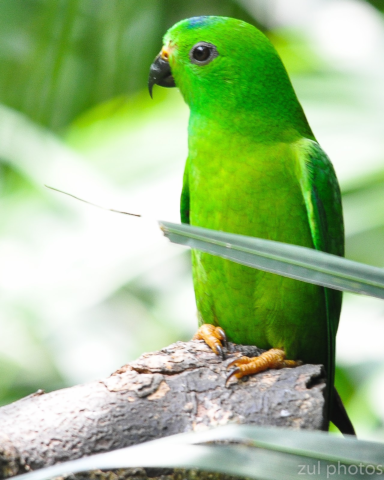 Zul Ya - Birds of Peninsular Malaysia: Hanging Parrot (Serindit)