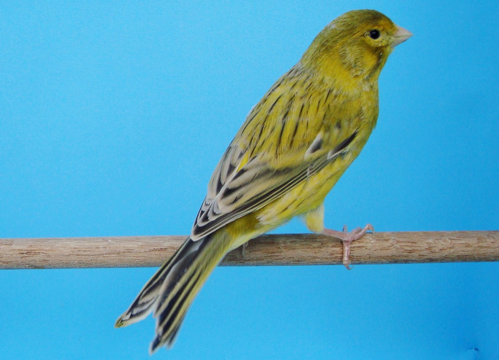 Canaril Canarinho: Algumas cores de canários