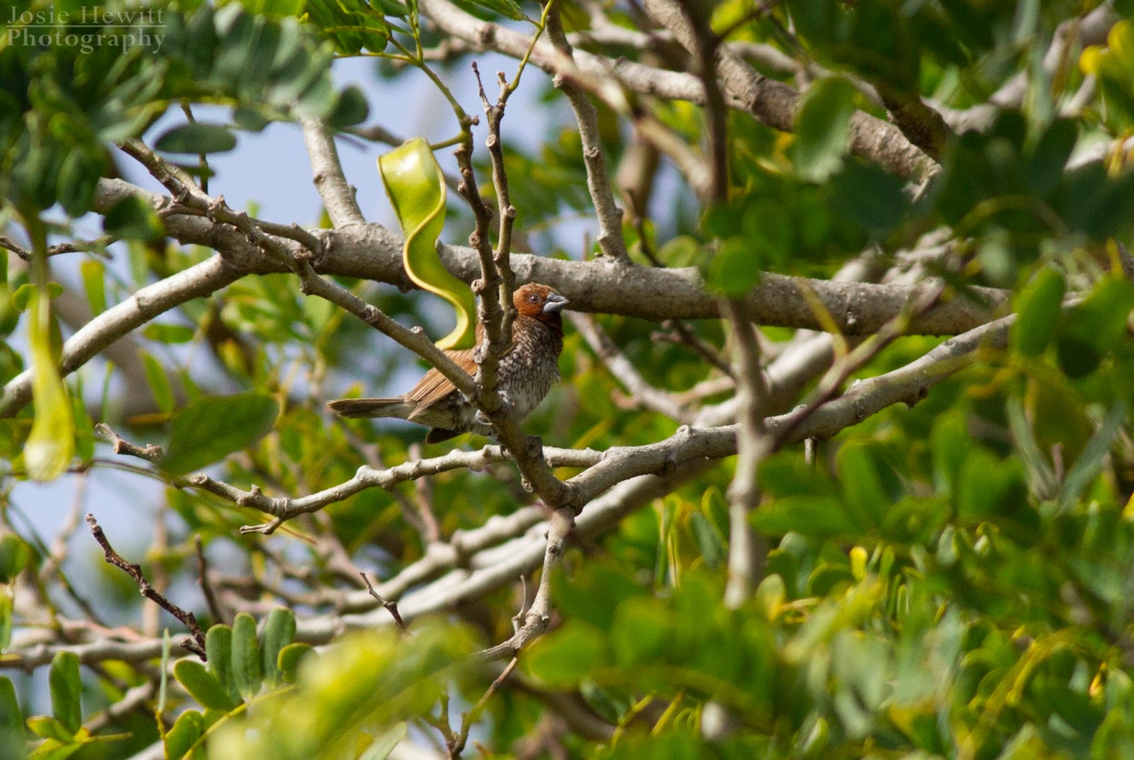Blog | Josie Hewitt Photography: Mauritius: The Birds