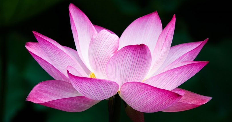 44+ Baru Gambar Bunga Lotus Terindah