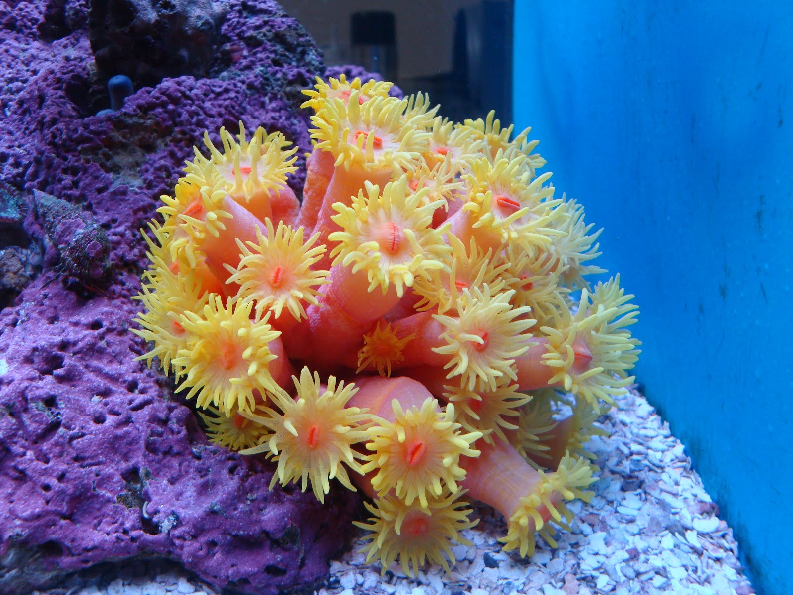 Aquarium Stuffs: Coral Sol
